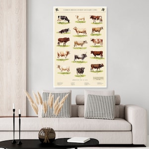 Vintage Cow Poster, Common Breeds of Beef and Dairy Cows, Education ...