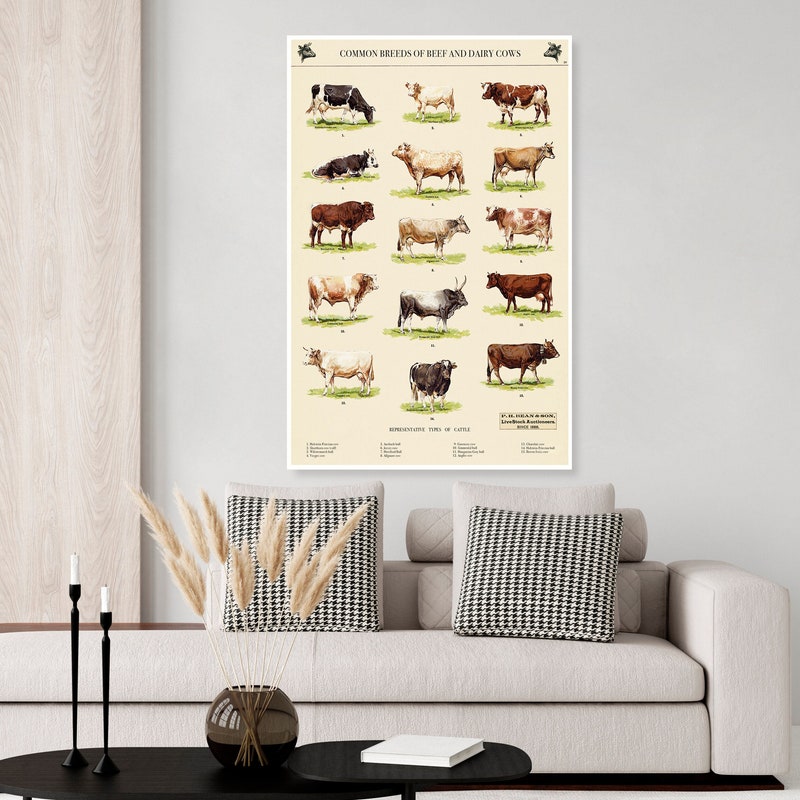 Cattle Breeds - Etsy
