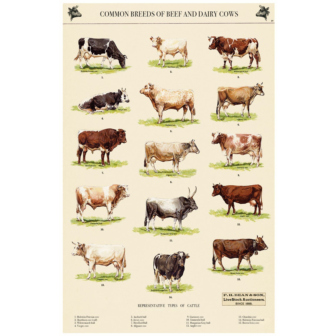 Vintage Cow Poster, Common Breeds of Beef and Dairy Cows, Education Poster, Livestock ...