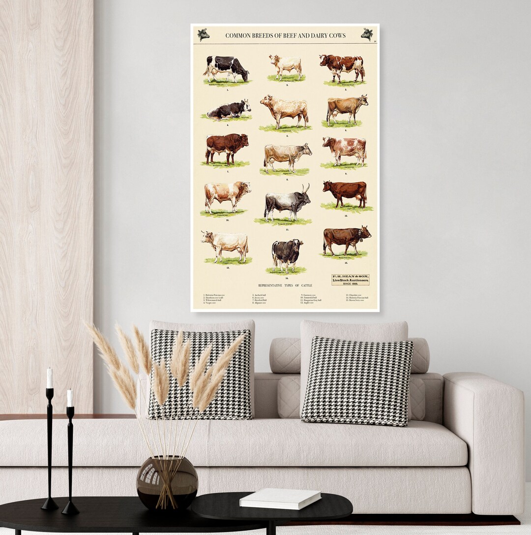 Vintage Cow Poster, Common Breeds of Beef and Dairy Cows, Education ...