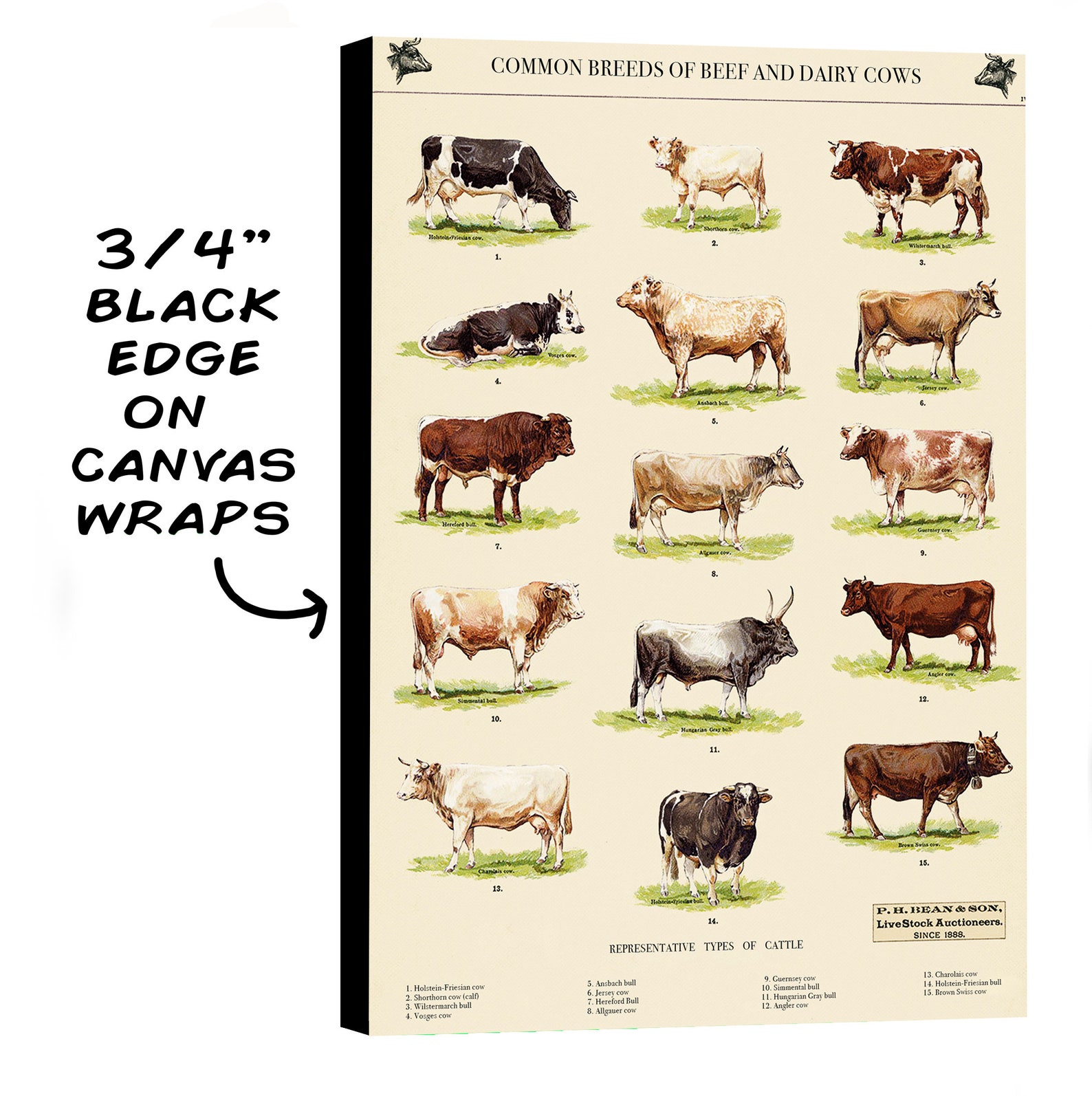 Vintage Cow Poster, Common Breeds of Beef and Dairy Cows, Education Poster, Livestock ...