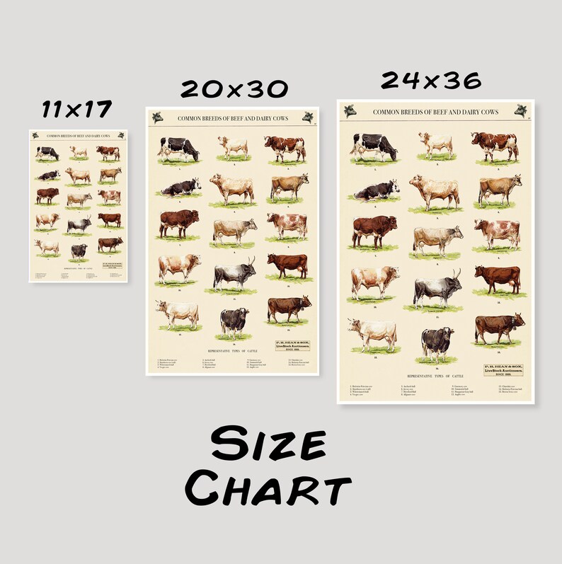 Vintage Cow Poster, Common Breeds of Beef and Dairy Cows, Education Poster, Livestock ...