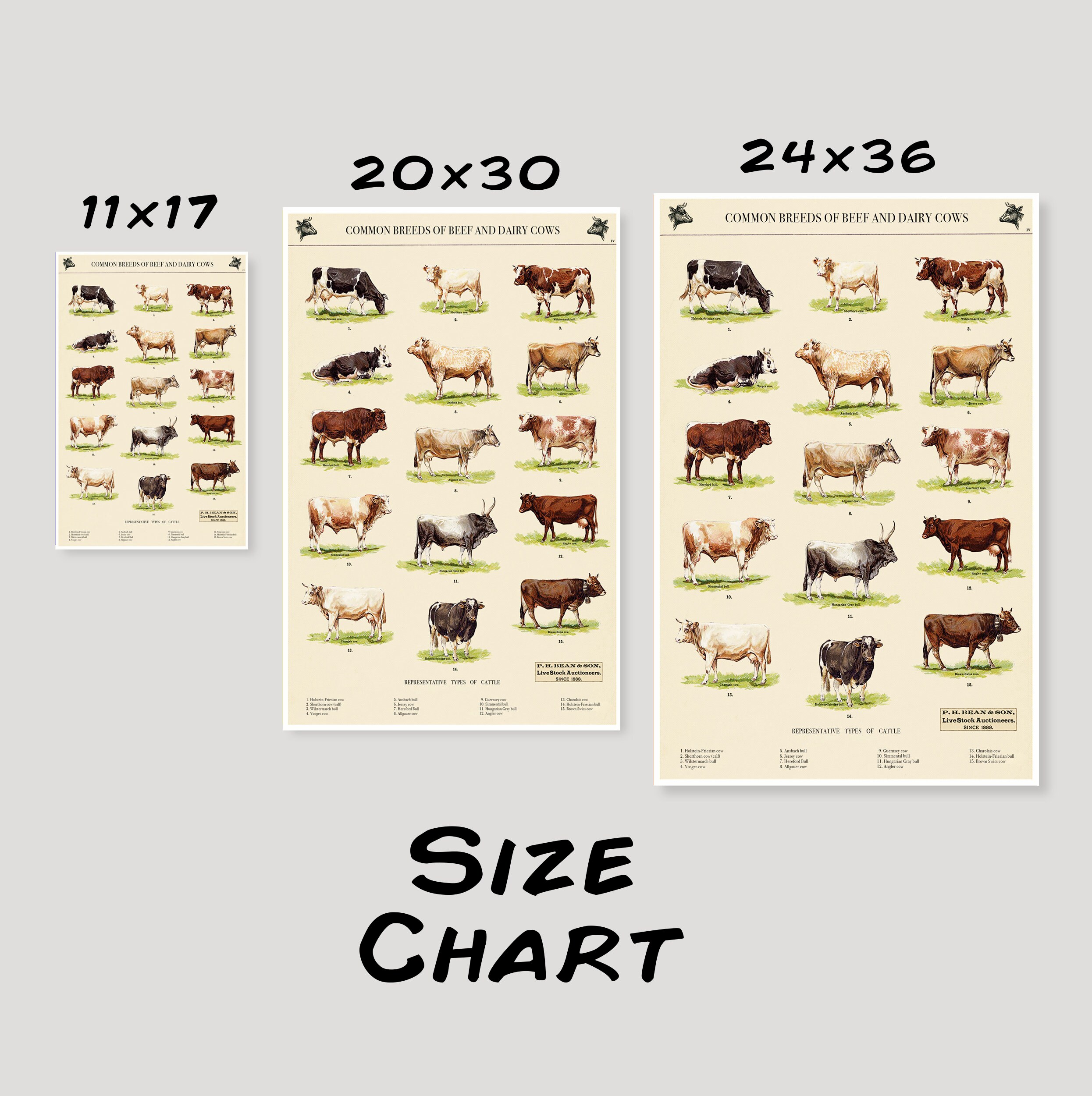 Vintage Cow Poster, Common Breeds of Beef and Dairy Cows, Education ...