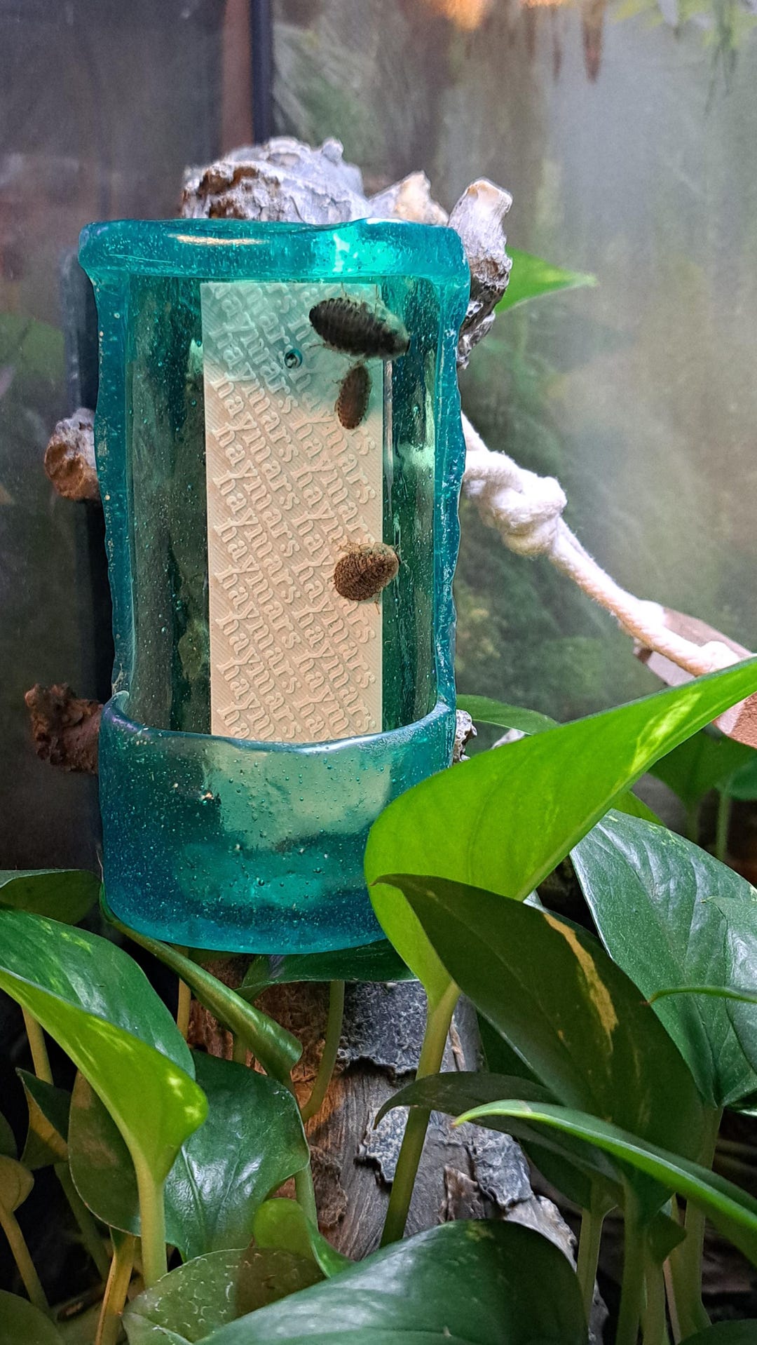 Naymars Mini Feeder Run for Hatchlings and Other Small Reptiles - Etsy
