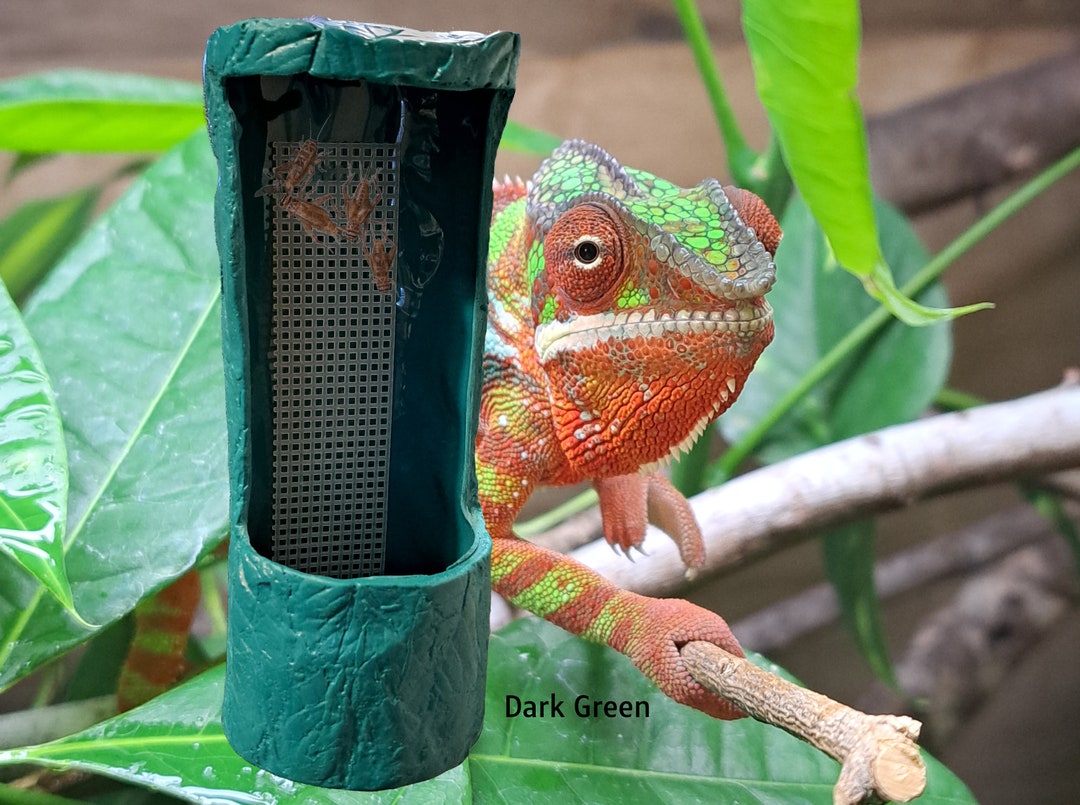 Naymars' Lizard-alley Cricket Feeder. Durable Made in the USA Chameleon ...