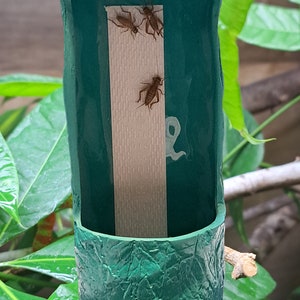 Naymars' Lizard-alley Cricket Feeder. Durable Made in the USA Chameleon ...
