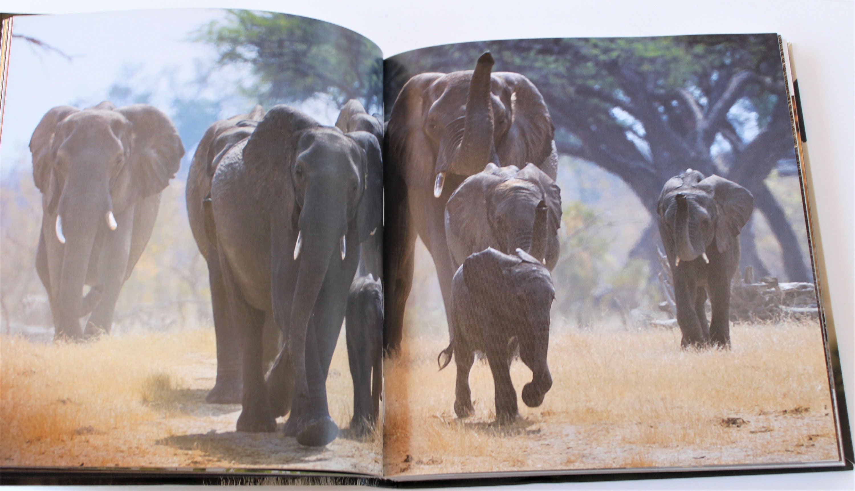 Wildlife in Pictures Softcover Photograph Book by Craig Hayman Wild ...