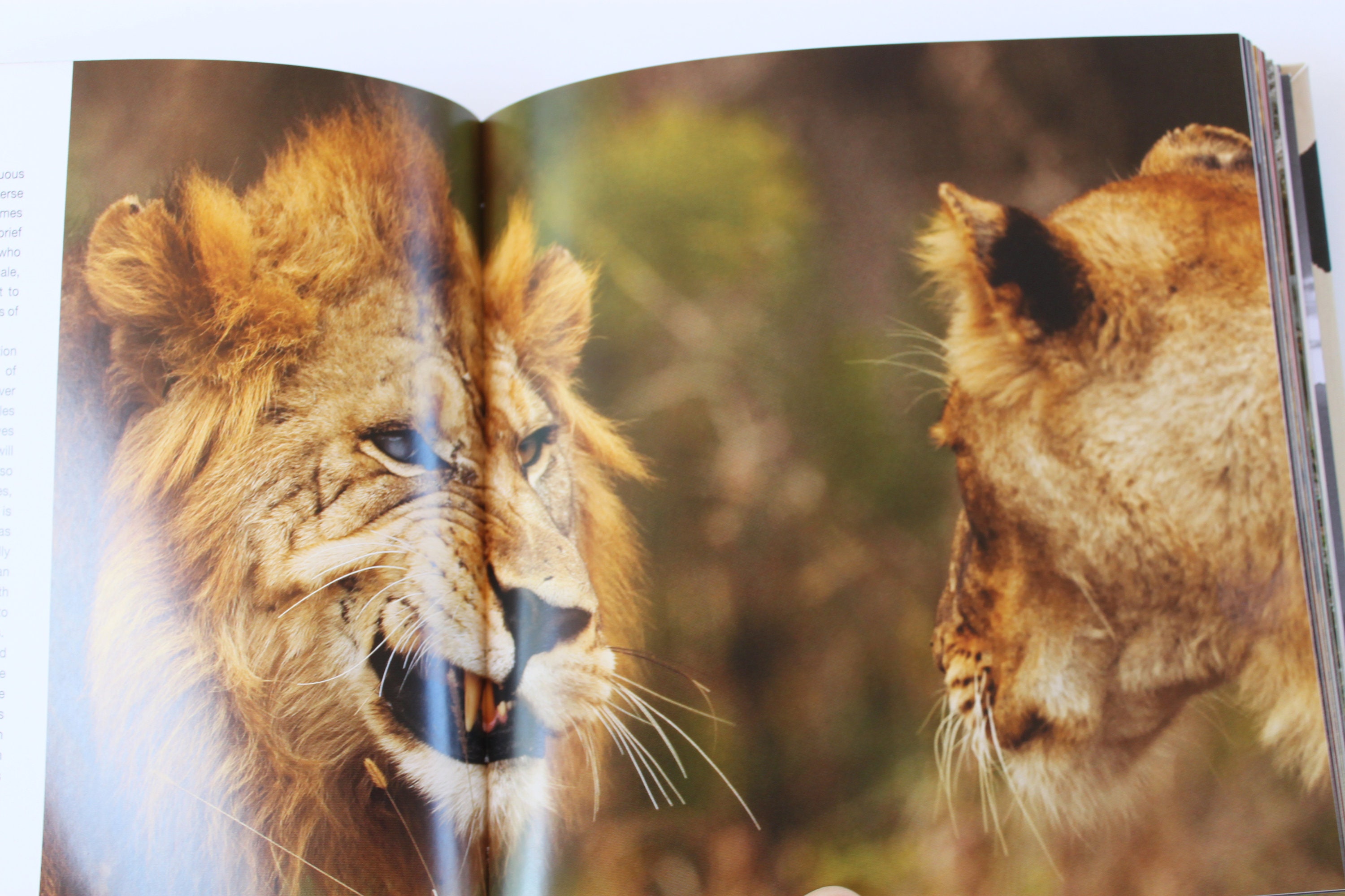 Wildlife in Pictures Softcover Photograph Book by Craig Hayman Wild ...