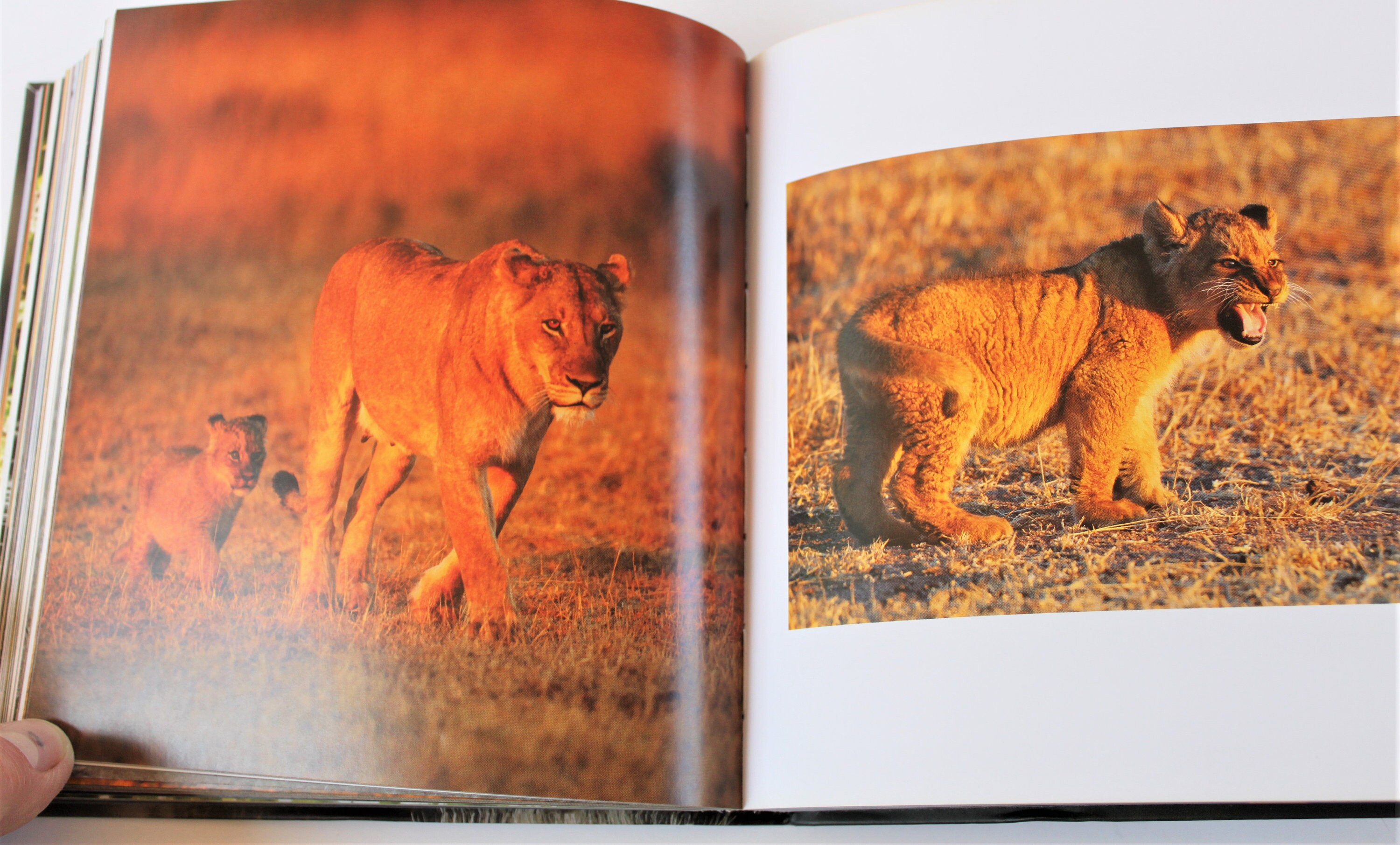Wildlife in Pictures Softcover Photograph Book by Craig Hayman Wild ...