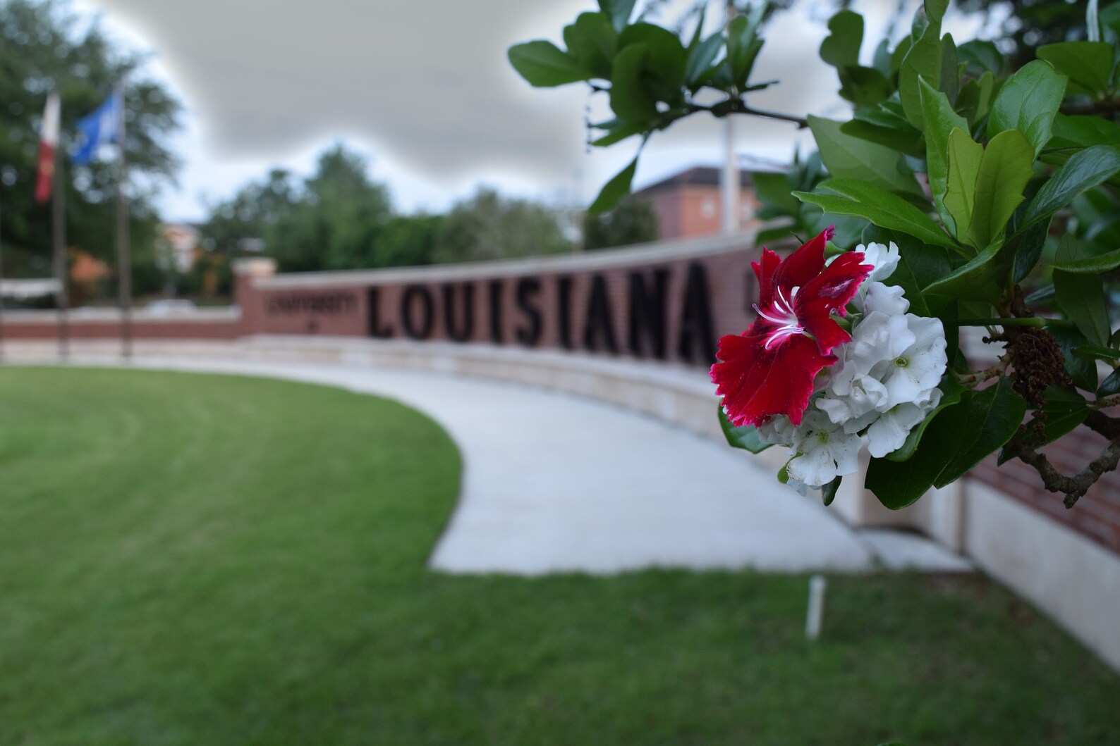 University of Louisiana at Lafayette (ULL) Sign - Etsy