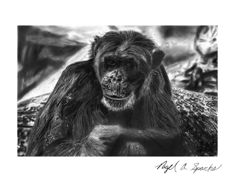 Digital Download, Chimpanzee, Wildlife Art Print, Graphite Drawing ...