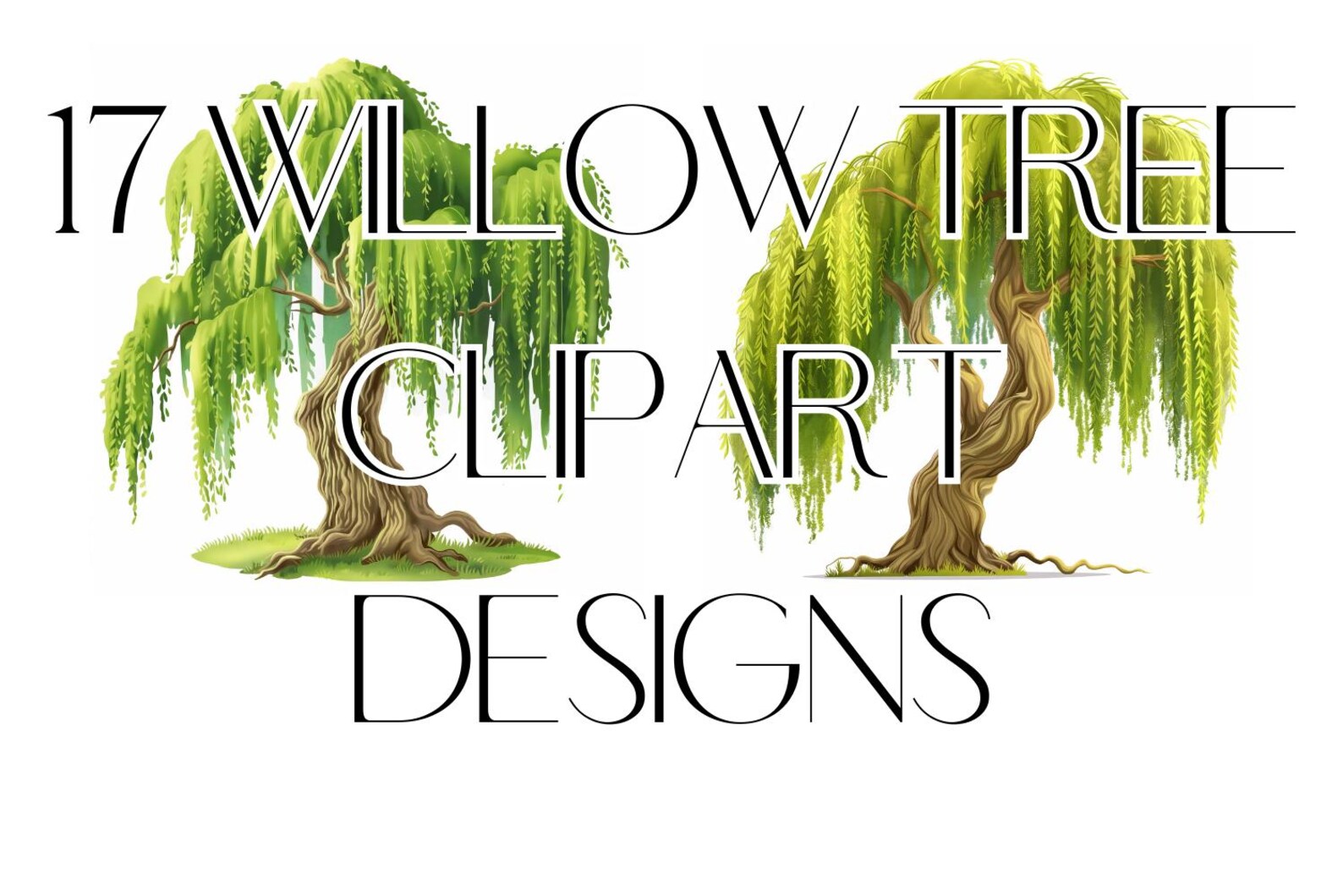 Clipart Illustrated Willow Tree, 16 Variations, Transparent Background ...