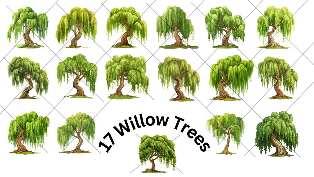 Clipart Illustrated Willow Tree, 16 Variations, Transparent Background ...