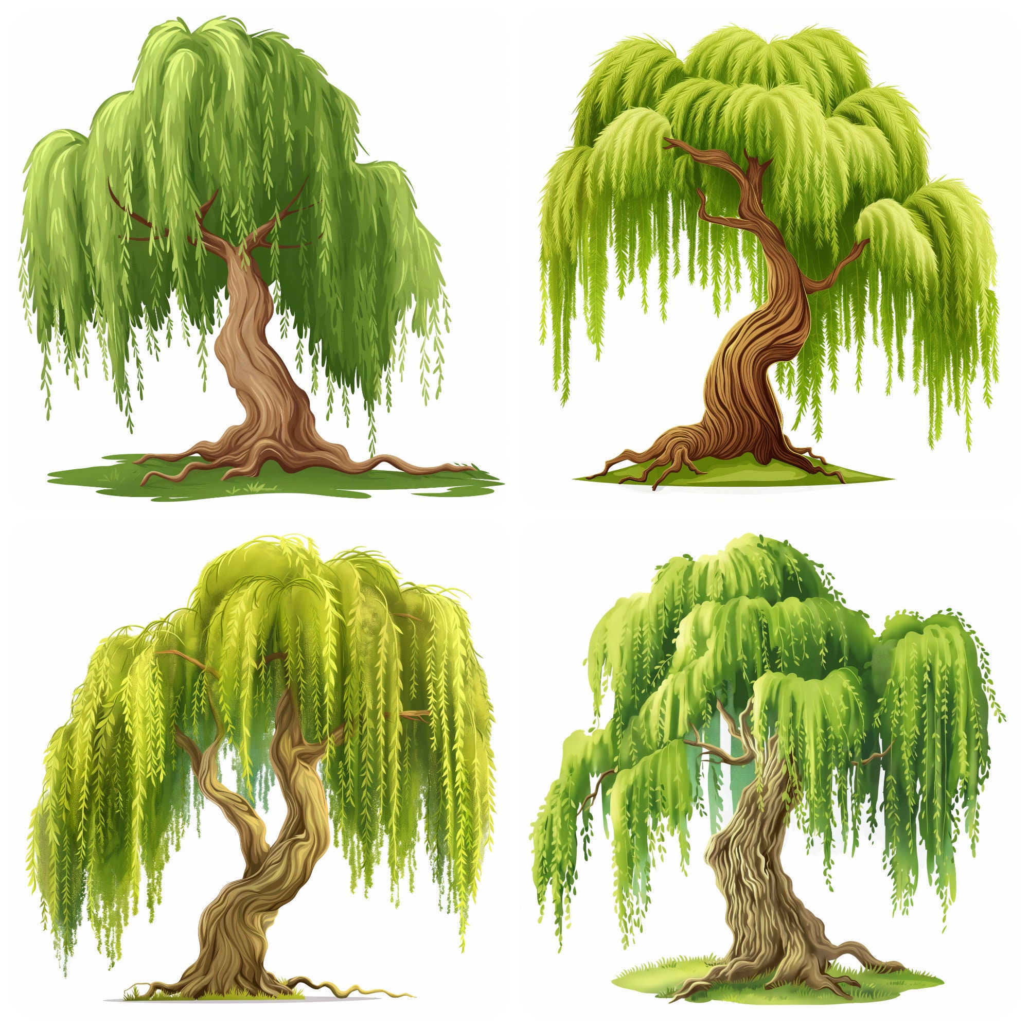 Clipart Illustrated Willow Tree, 16 Variations, Transparent Background ...