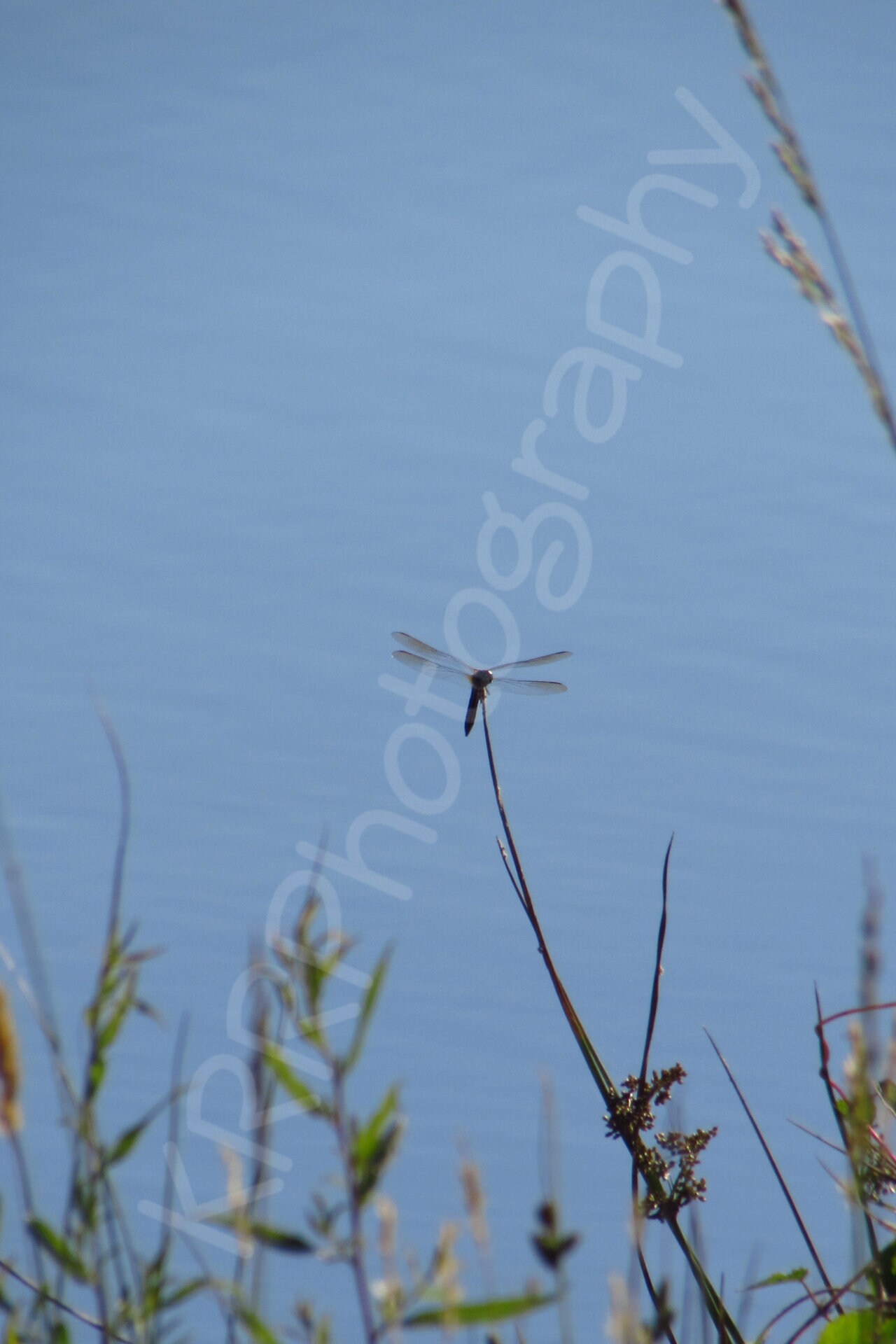 Dragonfly Phone & PC Wallpapers - Etsy