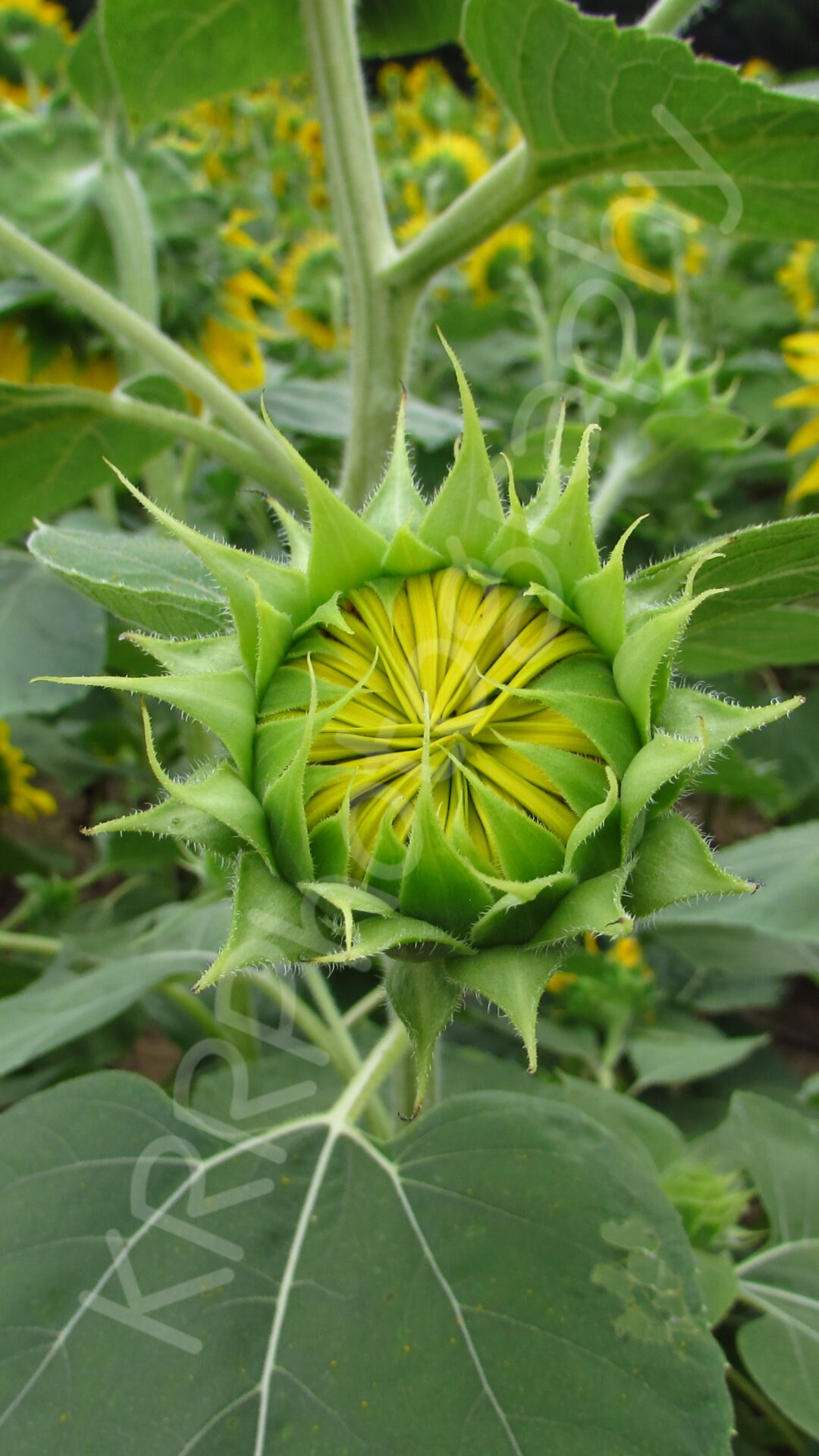 Late Bloomer Phone & PC Wallpapers - Etsy