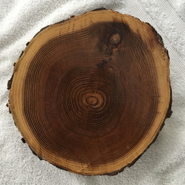 Tree Slice - Etsy