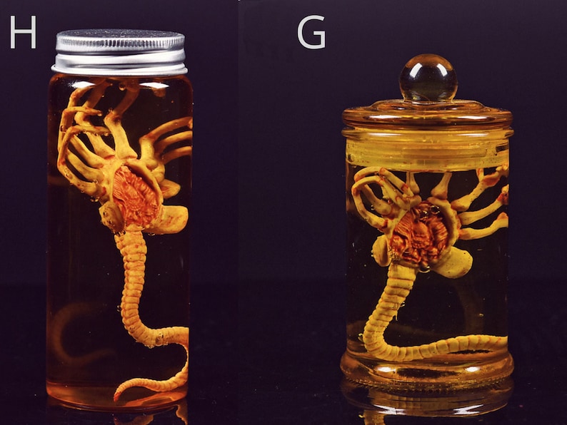 Alien Jar Xenomorph Specimen Facehugger Embryo Glass Jar Movie - Etsy UK