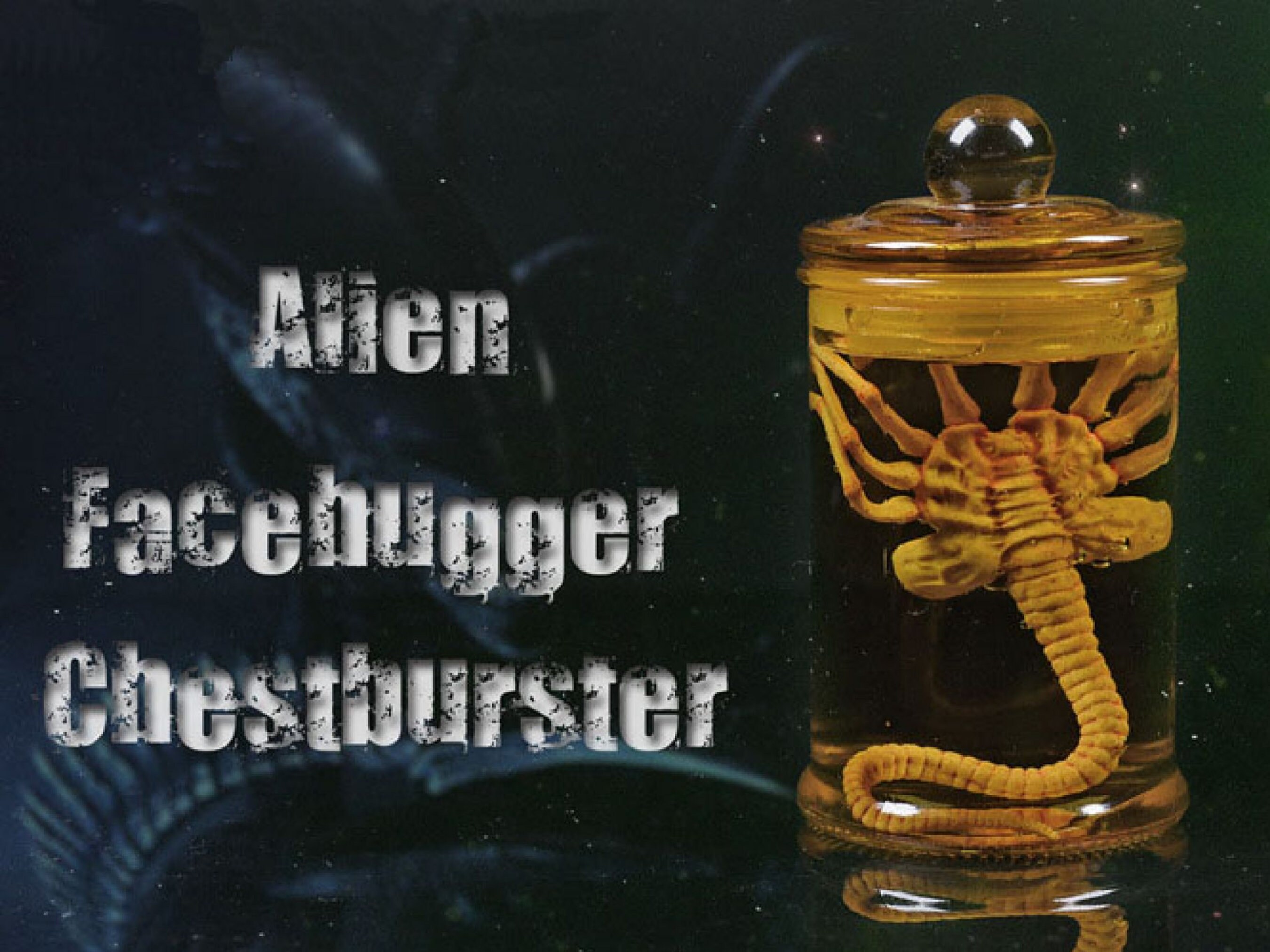 Alien Jar Xenomorph Specimen Facehugger Embryo Glass Jar Movie - Etsy UK