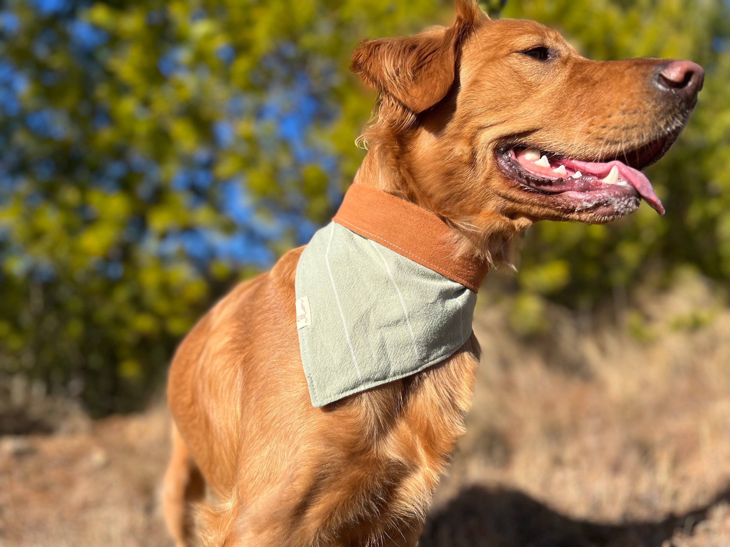 Earth Tone Dog Bandana, Green Stripe, Canyon Rainbow, National Park ...
