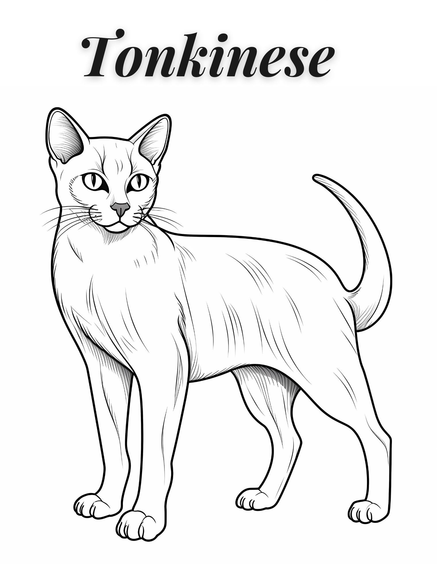 10 Enchanting Cats Coloring Pages, Printable Coloring Page, Printable ...