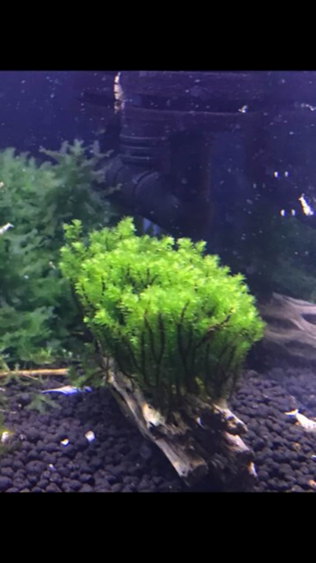 Hooker Hookeriaceae Moss Buy 3 Get 1 FREE - Etsy