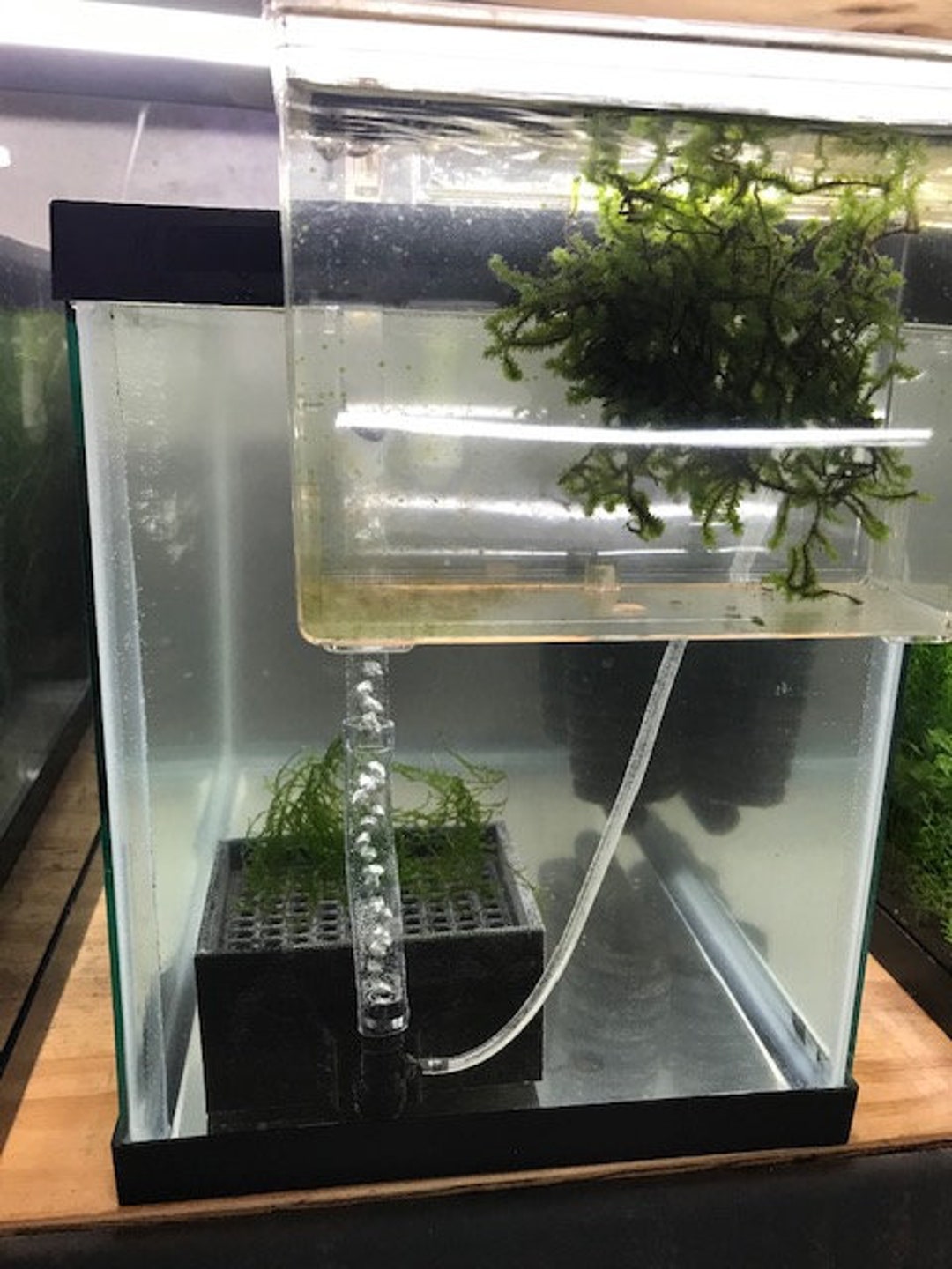 Automatic Egg Harvester for CPD - Egg Scattering Fish 3D Printed - Etsy