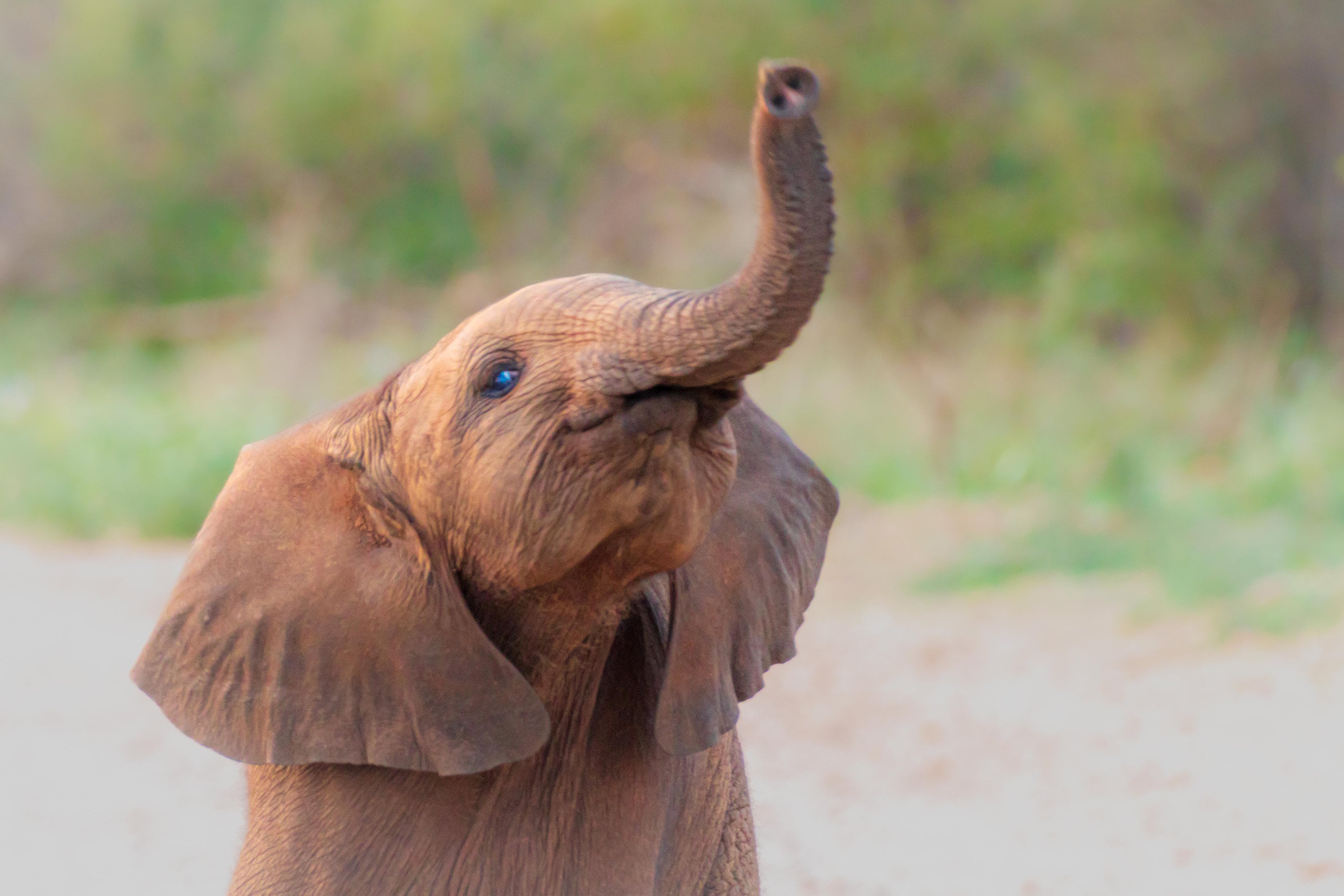 Baby African Elephants In Sunset