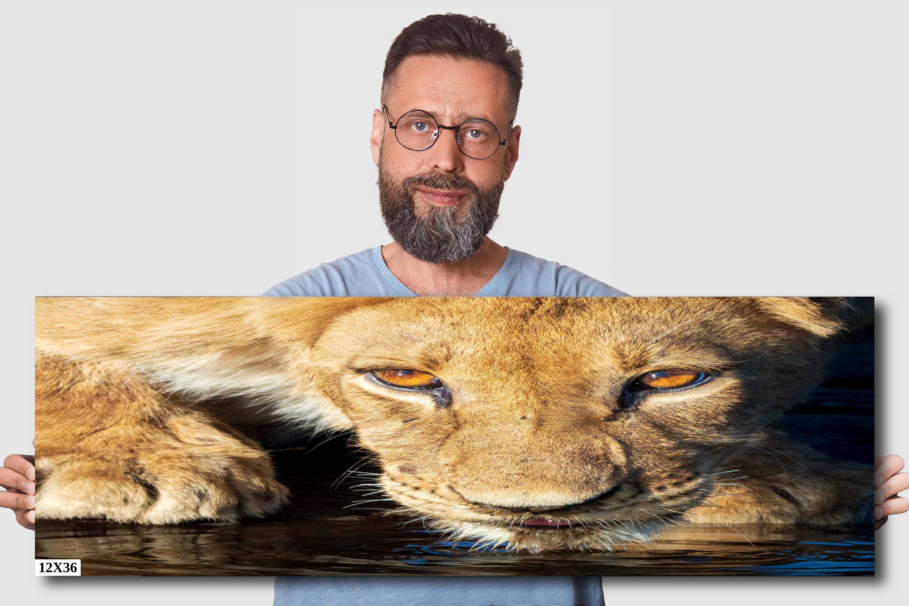 African Lion, Okavango Delta, Stunning Color Lion Print, Canvas Print ...