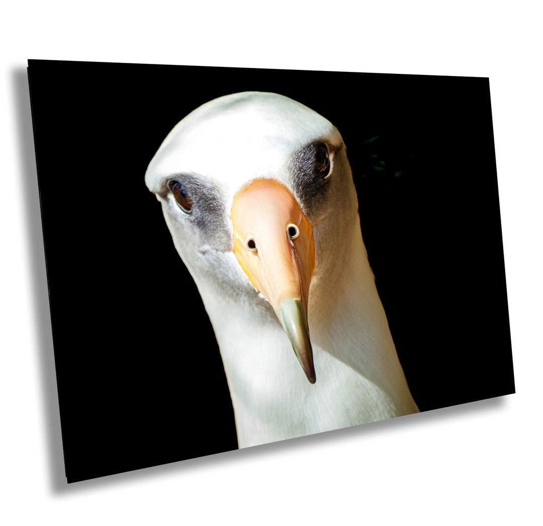 Albatross Portrait Photography Print: Kauai Wildlife Wall Art - Etsy