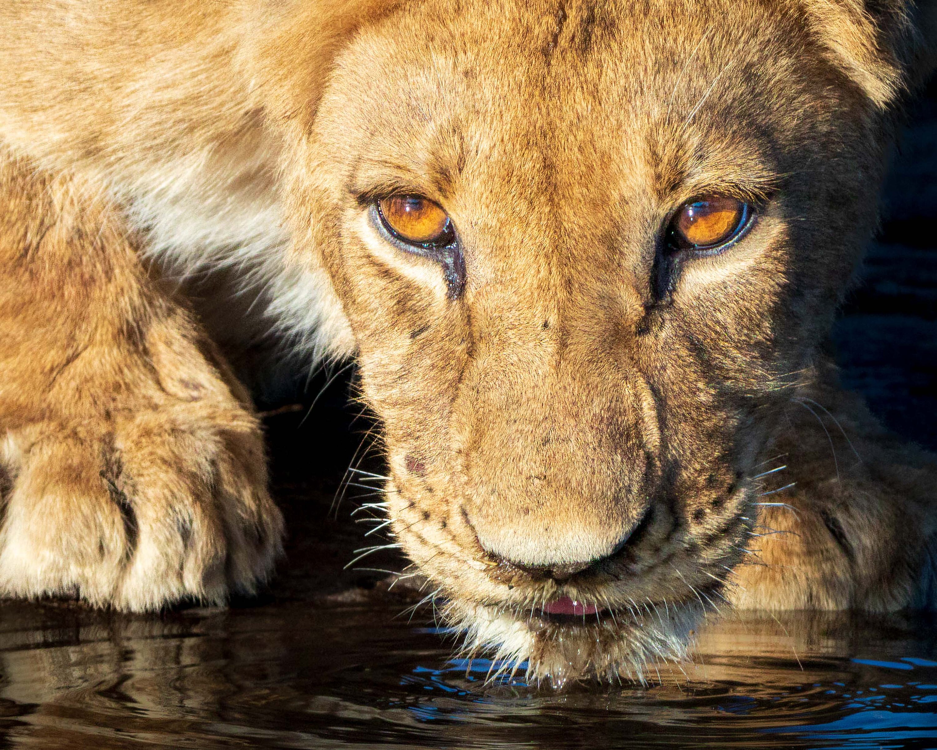 African Lion, Okavango Delta, Stunning Color Lion Print, Canvas Print ...