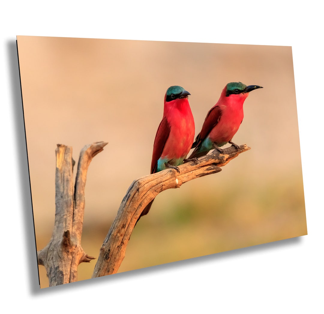 Carmine Bee Eater Pair Photography Print: African Wildlife Wall Art - Etsy