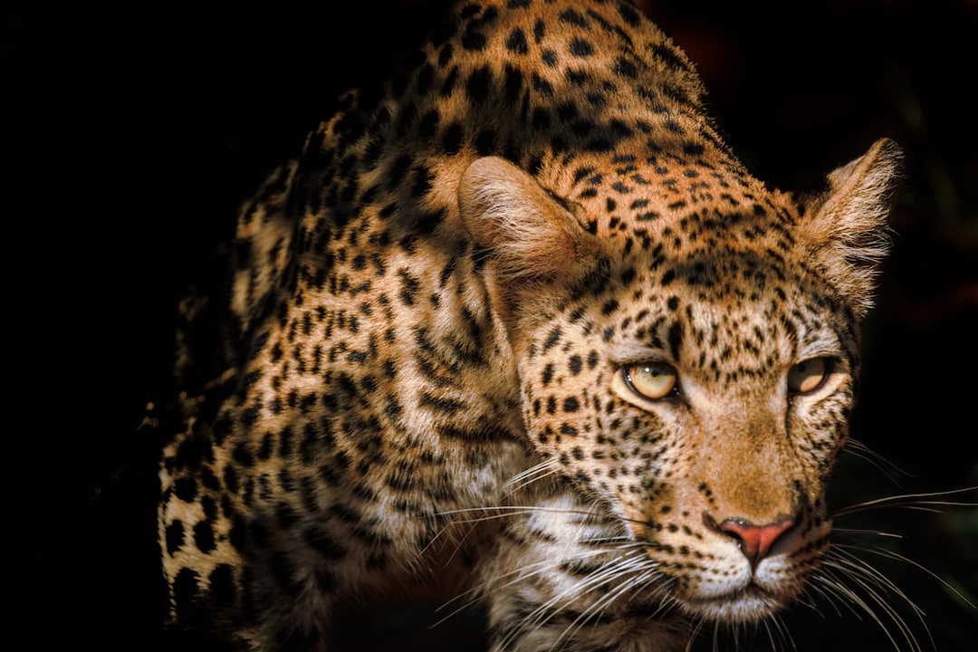 Leopard, Africa Canvas Wall Art Color Home Decor, Wall Decor, Office ...