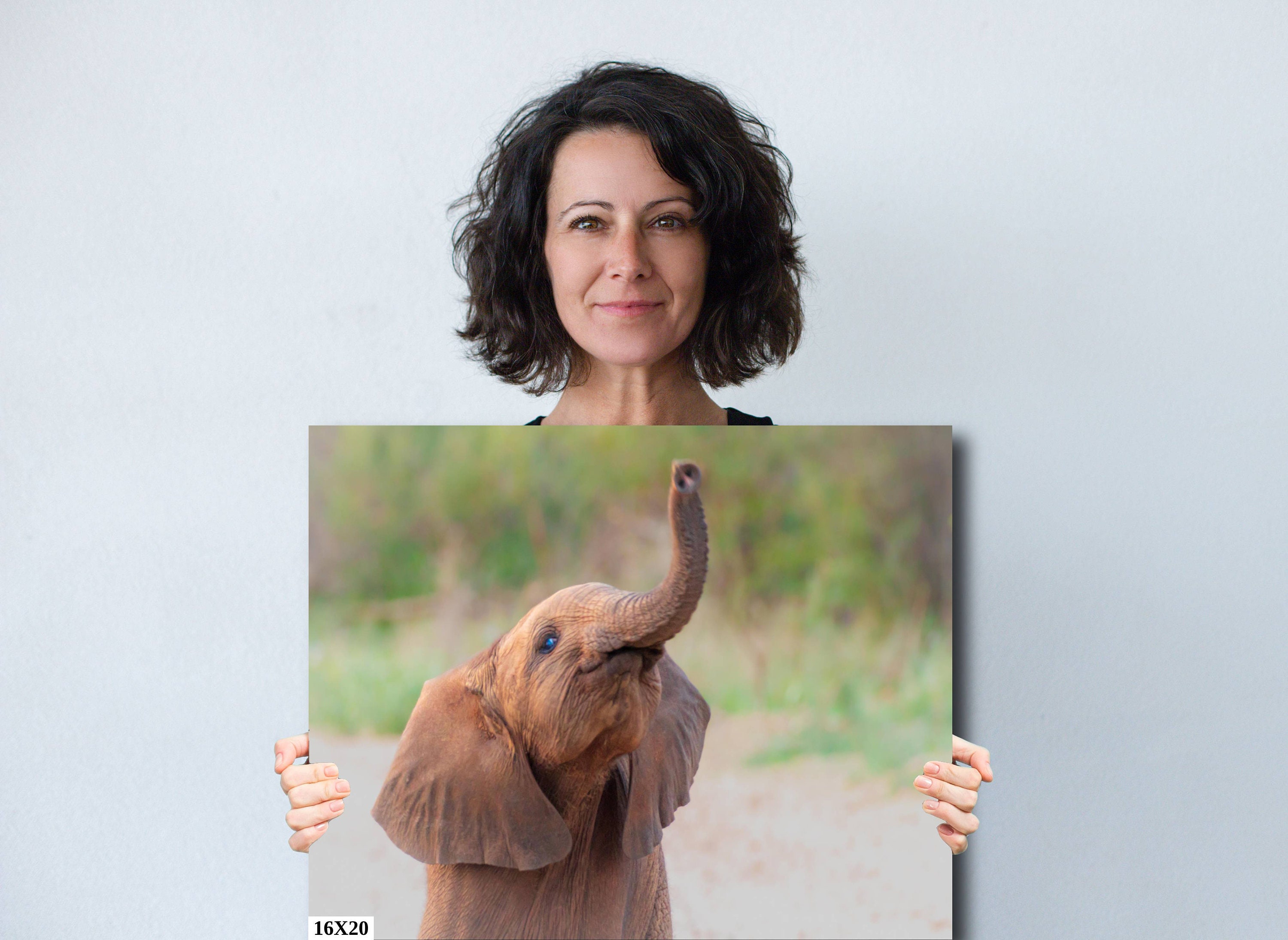 Baby African Elephants In Sunset