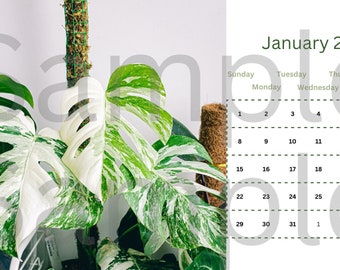 Monstera Desktop Wallpaper - Etsy