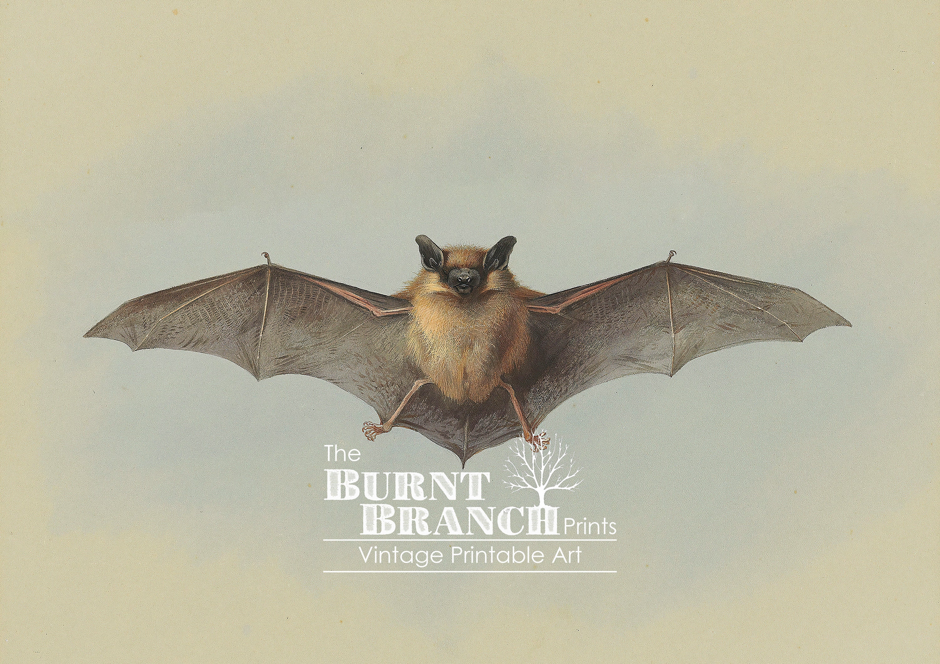 Vintage Bat Print - Vintage Printable Art - Instant Digital Download ...