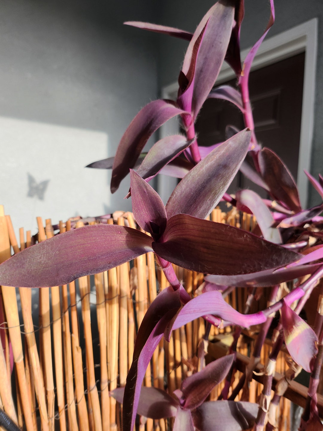 Purple Heartwort - at Least 1 Inch Root (mother Plant Shown) - Etsy