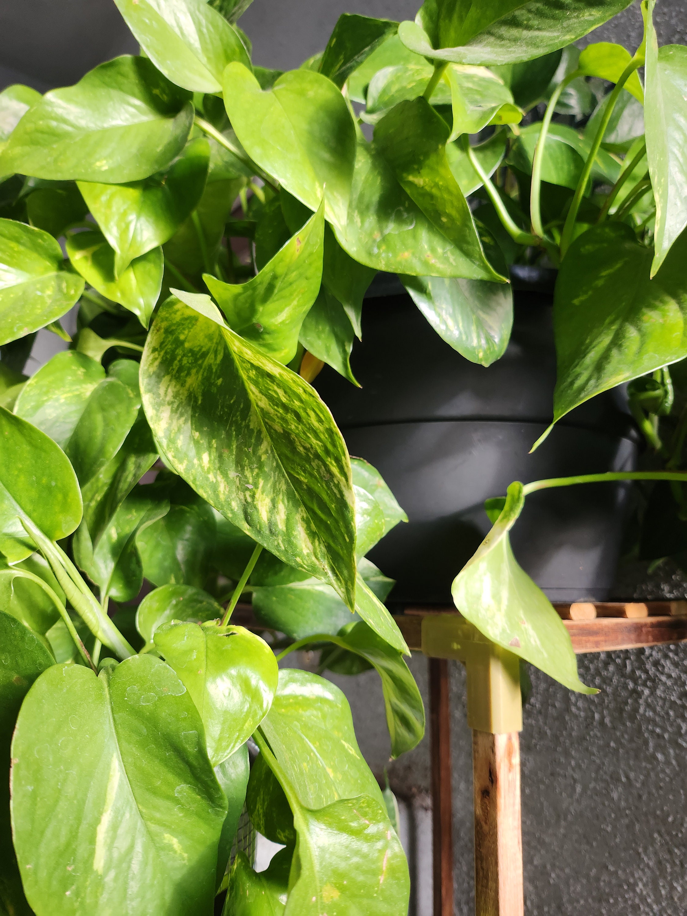 Golden Pothos Cutting - at Least 1 Inch Root (mother Plant Shown) - Etsy