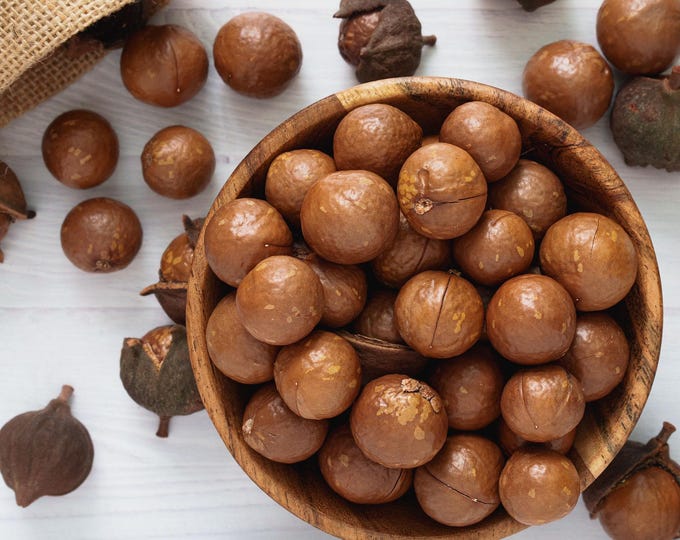 Macadamia Nut Tropical Plant/rooted Cutting, Shipped in Container With ...