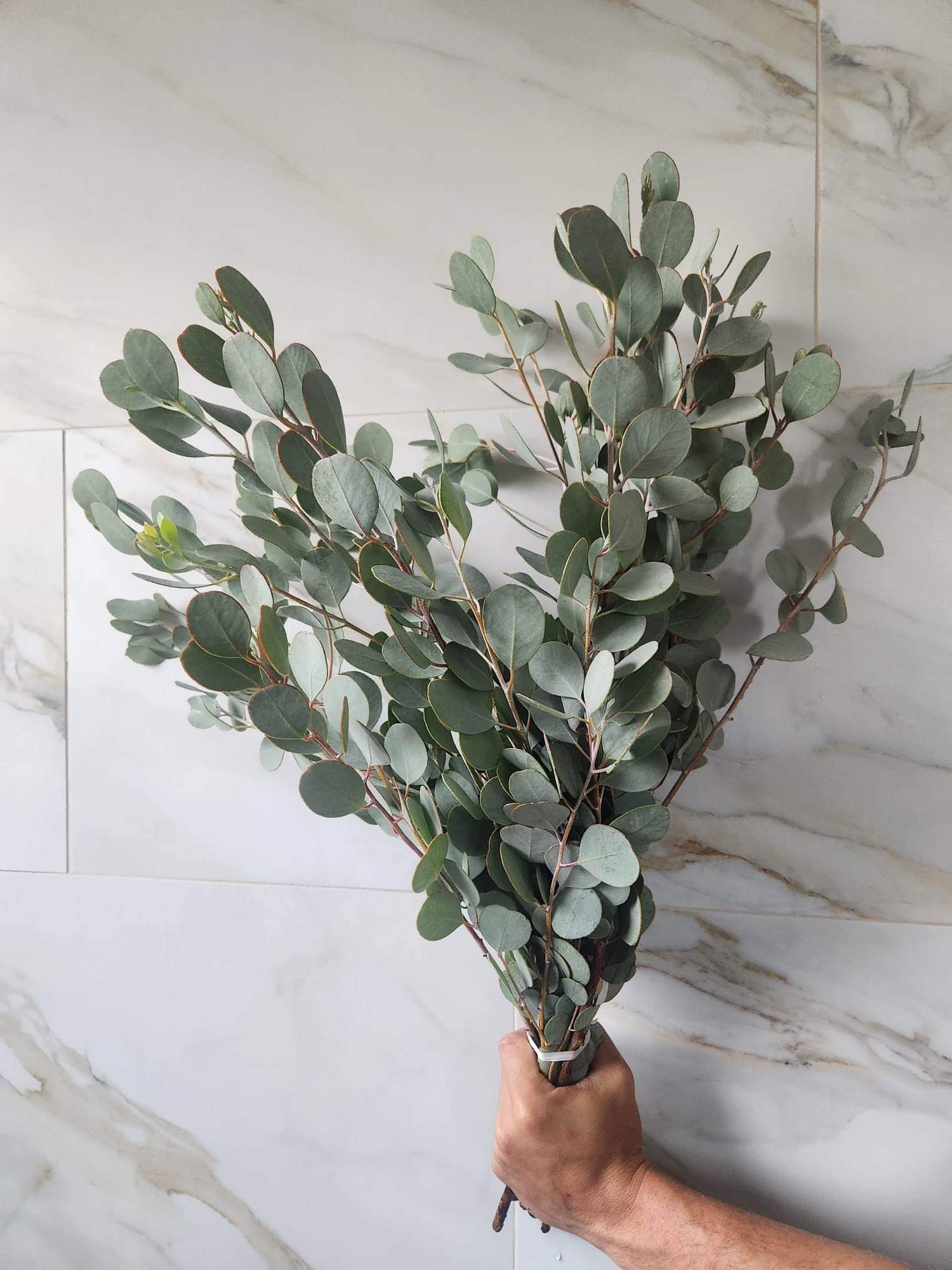 Gumdrop Eucalyptus Organic - Etsy