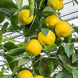 Sweet Lime (12) Tree Seeds- 12 Pack of Citrus Seeds - Etsy