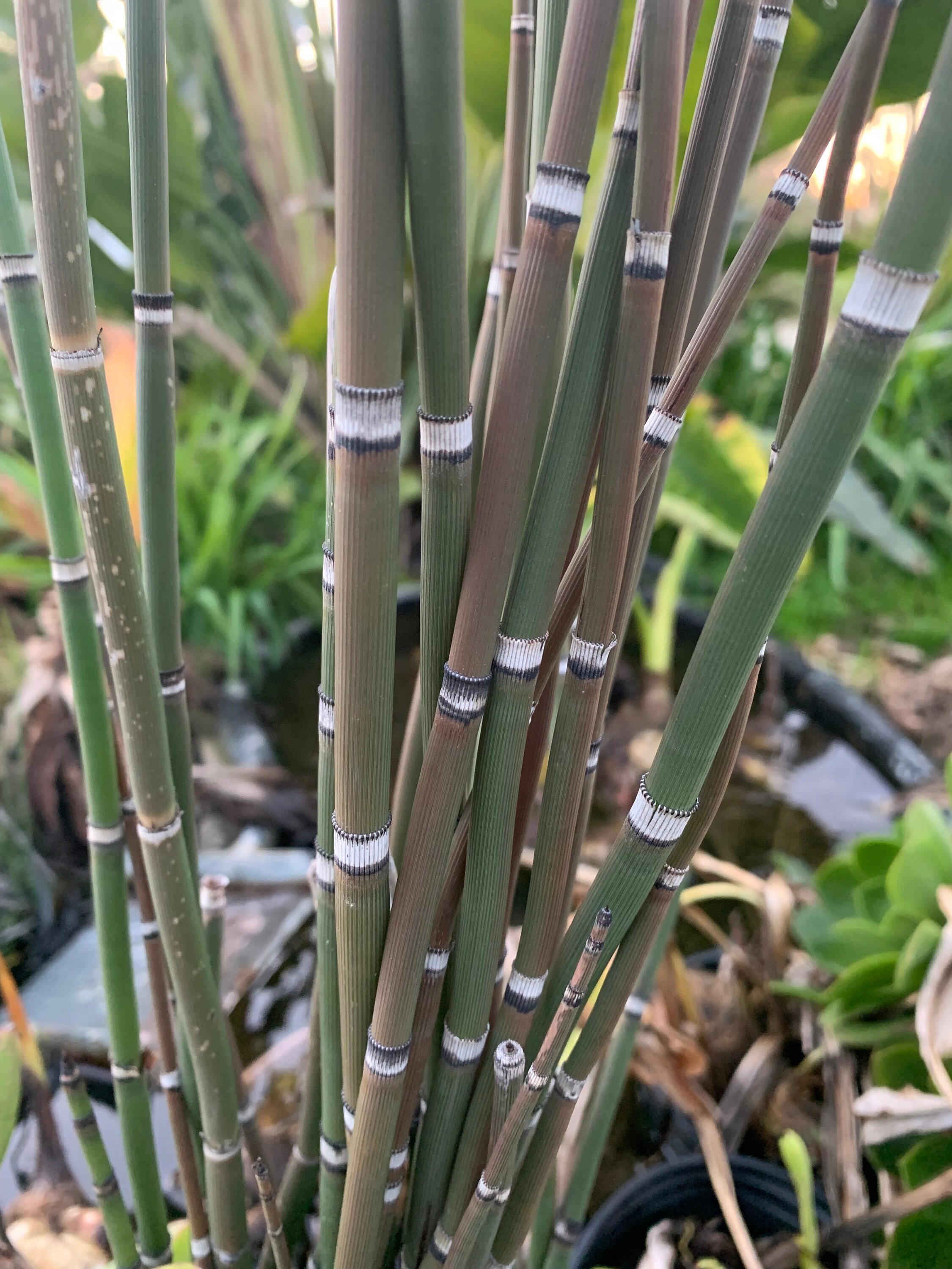 Horsetail Reed, Water Garden, Pond Plants (4) Rooted!- 4 Pack - Etsy