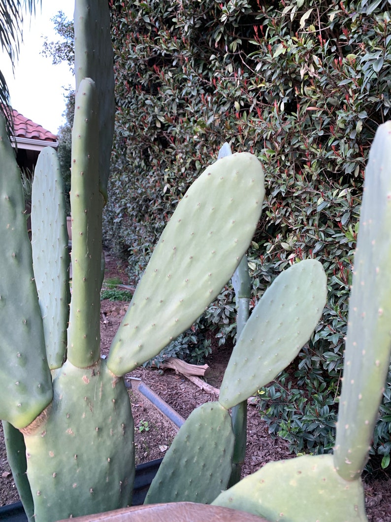 Prickly Pear Nopales Cactus 2 Large Pads - Etsy