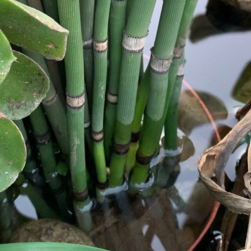 Horsetail Reed - Etsy
