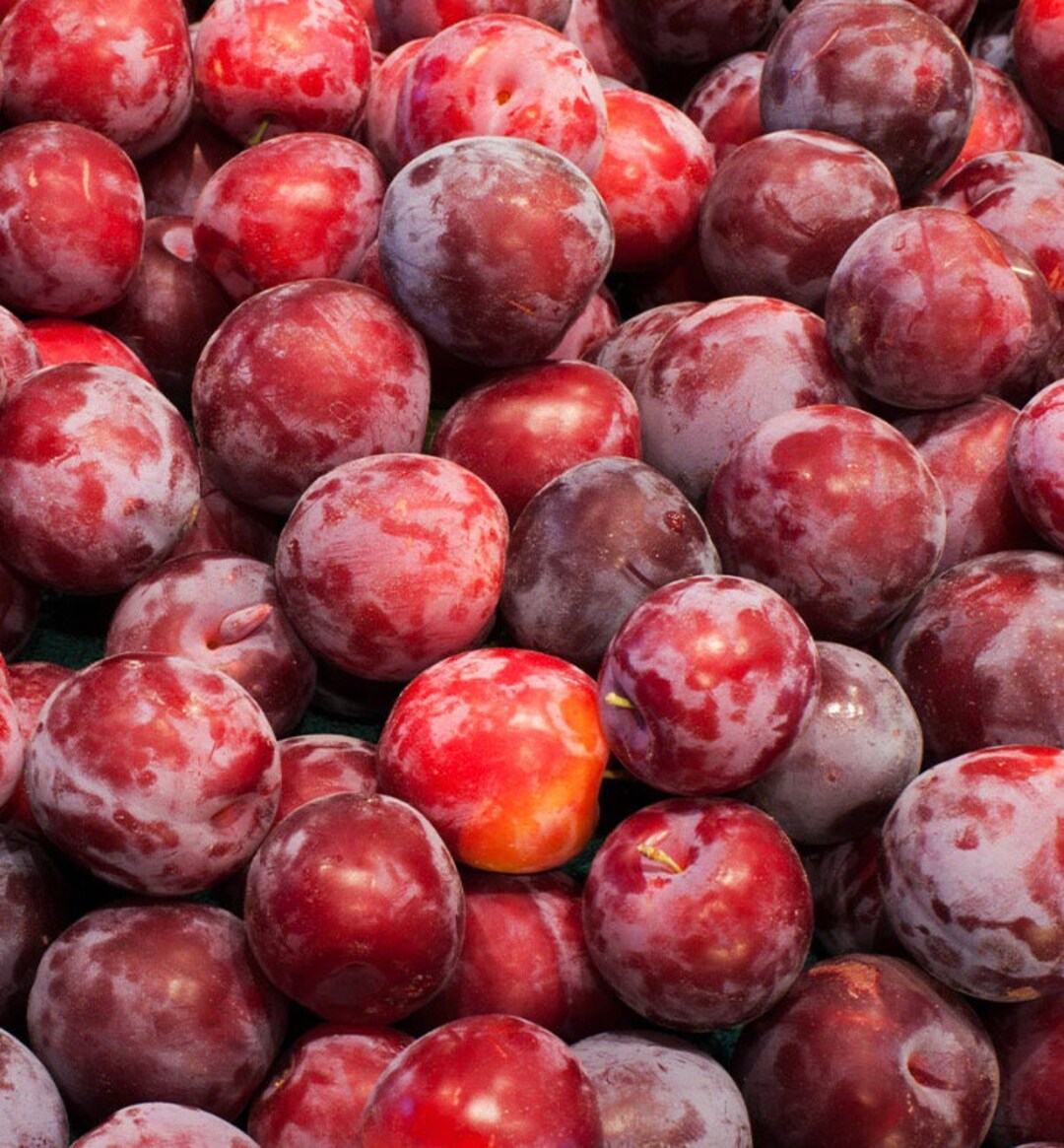 Santa Rosa Plum Tree (3) Cuttings/scions- 3 Pack! - Etsy