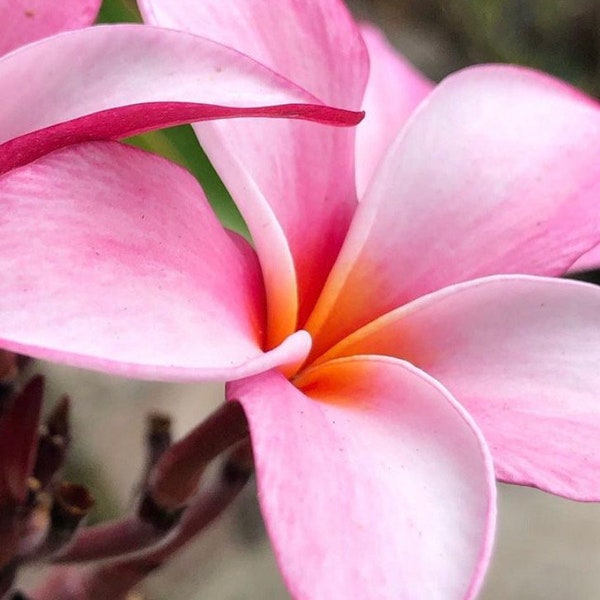 Plumeria Cutting - Etsy