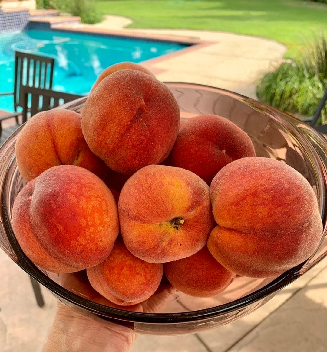 Peach Tree (3) Cuttings/scions- 3 Pack (dwarf) - Etsy