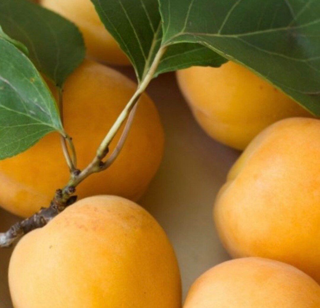 Dwarf Apricot Tree (3) Cuttings/scions- 3 Pack! - Etsy