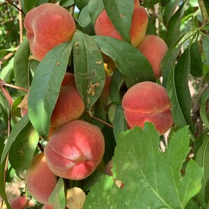 Dwarf Donut Peach Tree 3 Cuttings/scions for Rooting Your Own Donut ...
