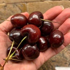 Cherry Tree Seeds 15 Pack - Etsy